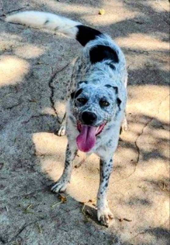 Dog for Adoption - Dottie, a Australian Cattle Dog/Blue Heeler in ...