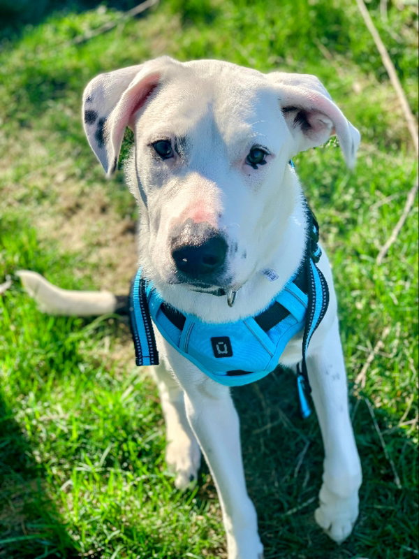 Dog for Adoption - Zeus, a Labrador Retriever in Branch, MN | Alpha Paw