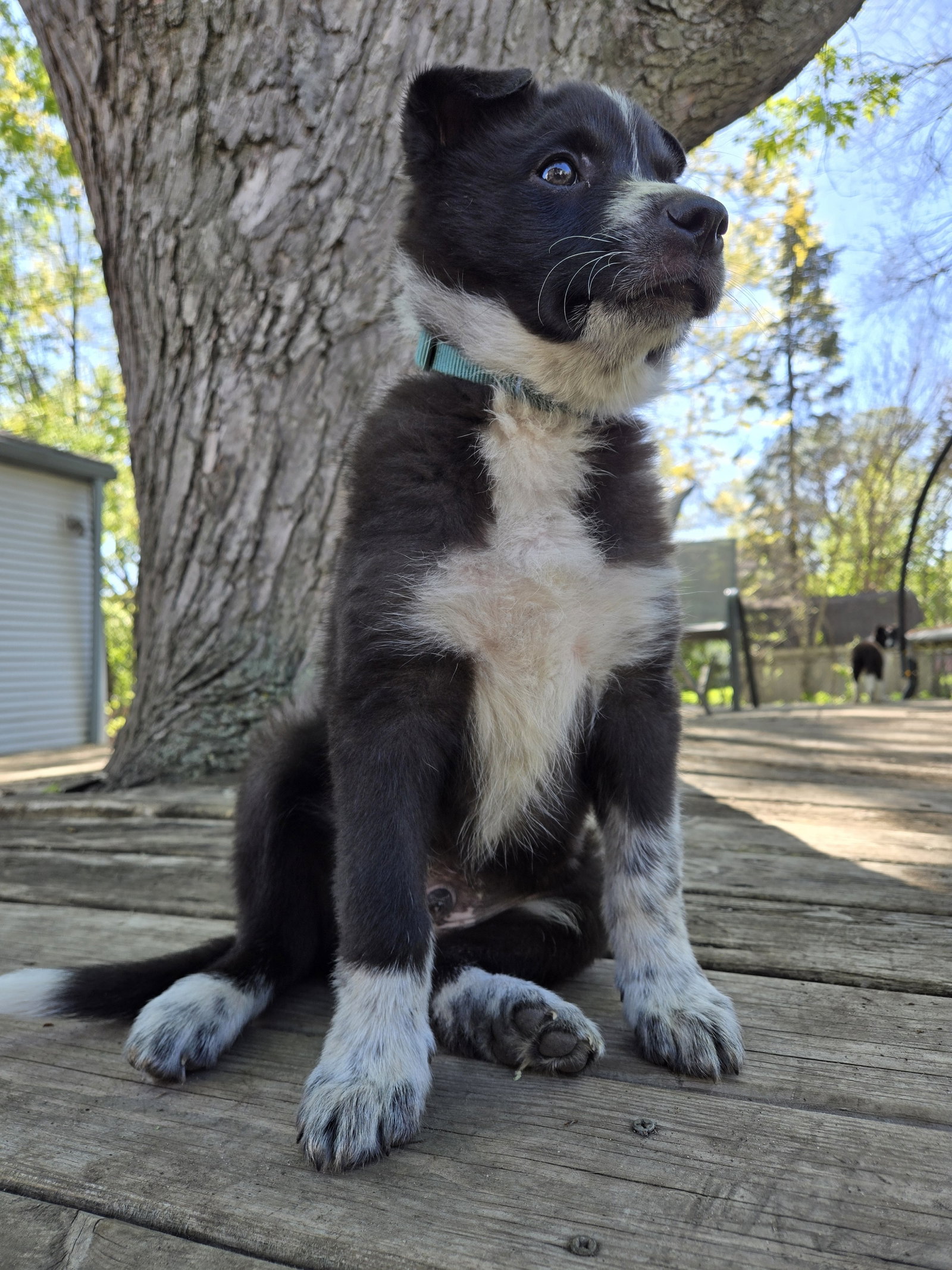 Dog for Adoption - Houdini / Bandit, a Australian Cattle Dog/Blue ...