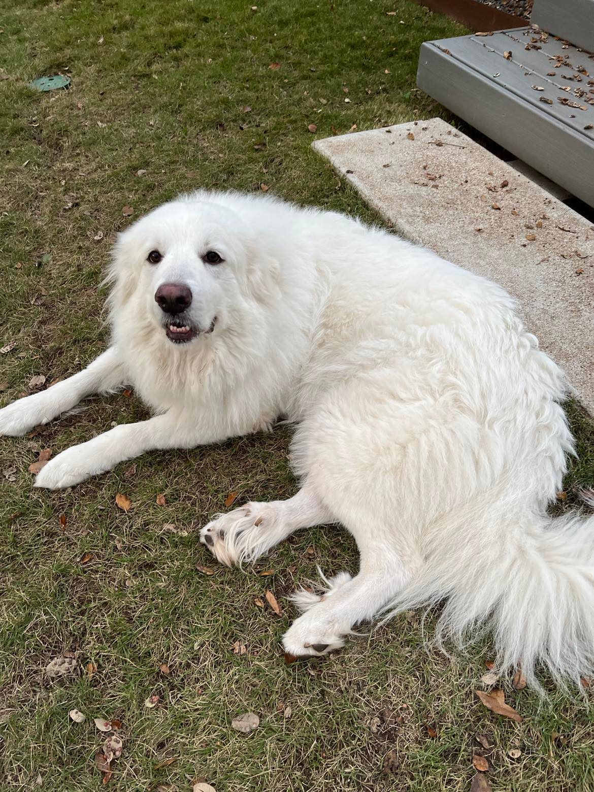 Dog for Adoption - Luna, a Great Pyrenees in Sisters, OR | Alpha Paw