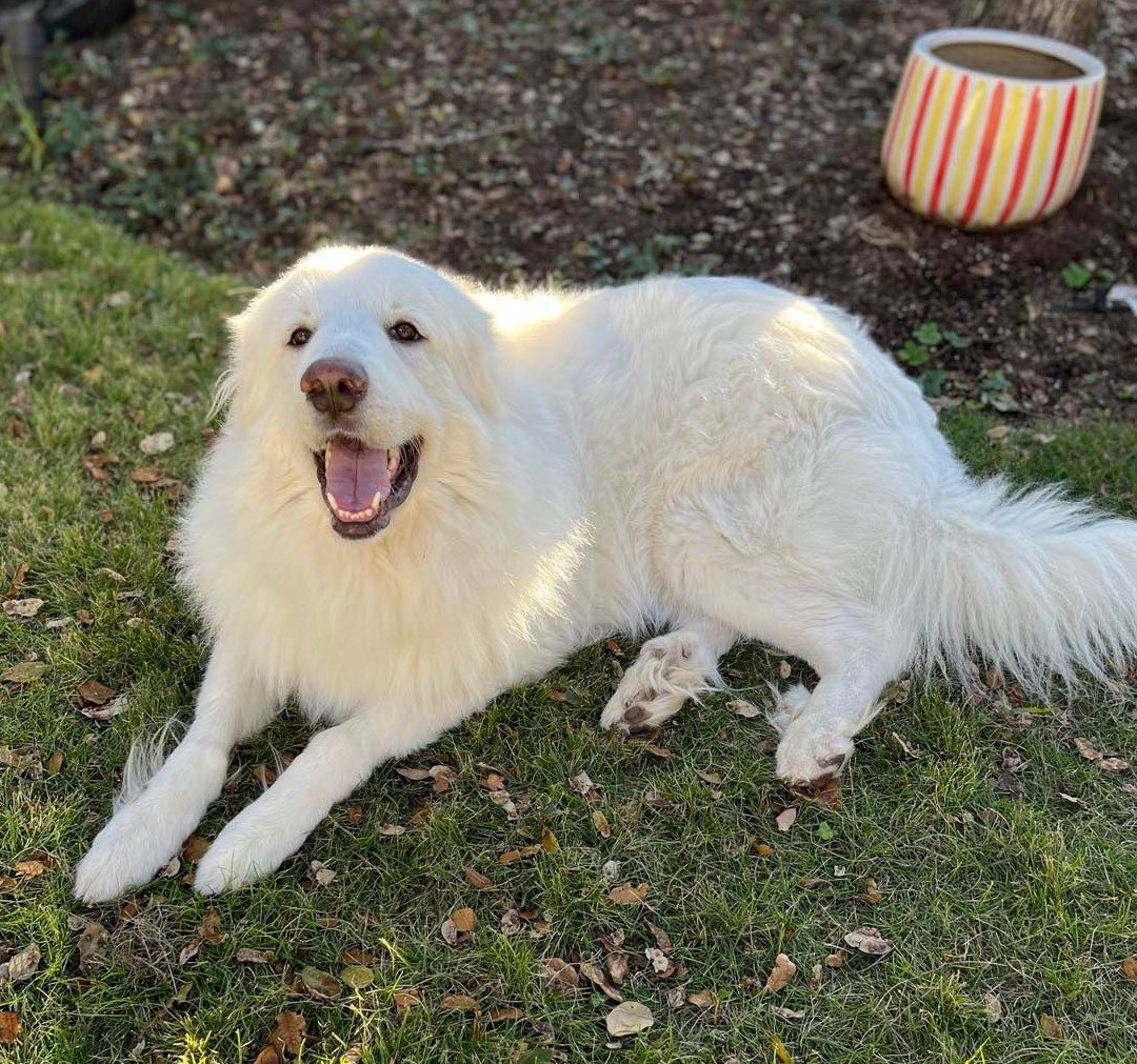 Dog for Adoption - Luna, a Great Pyrenees in Sisters, OR | Alpha Paw