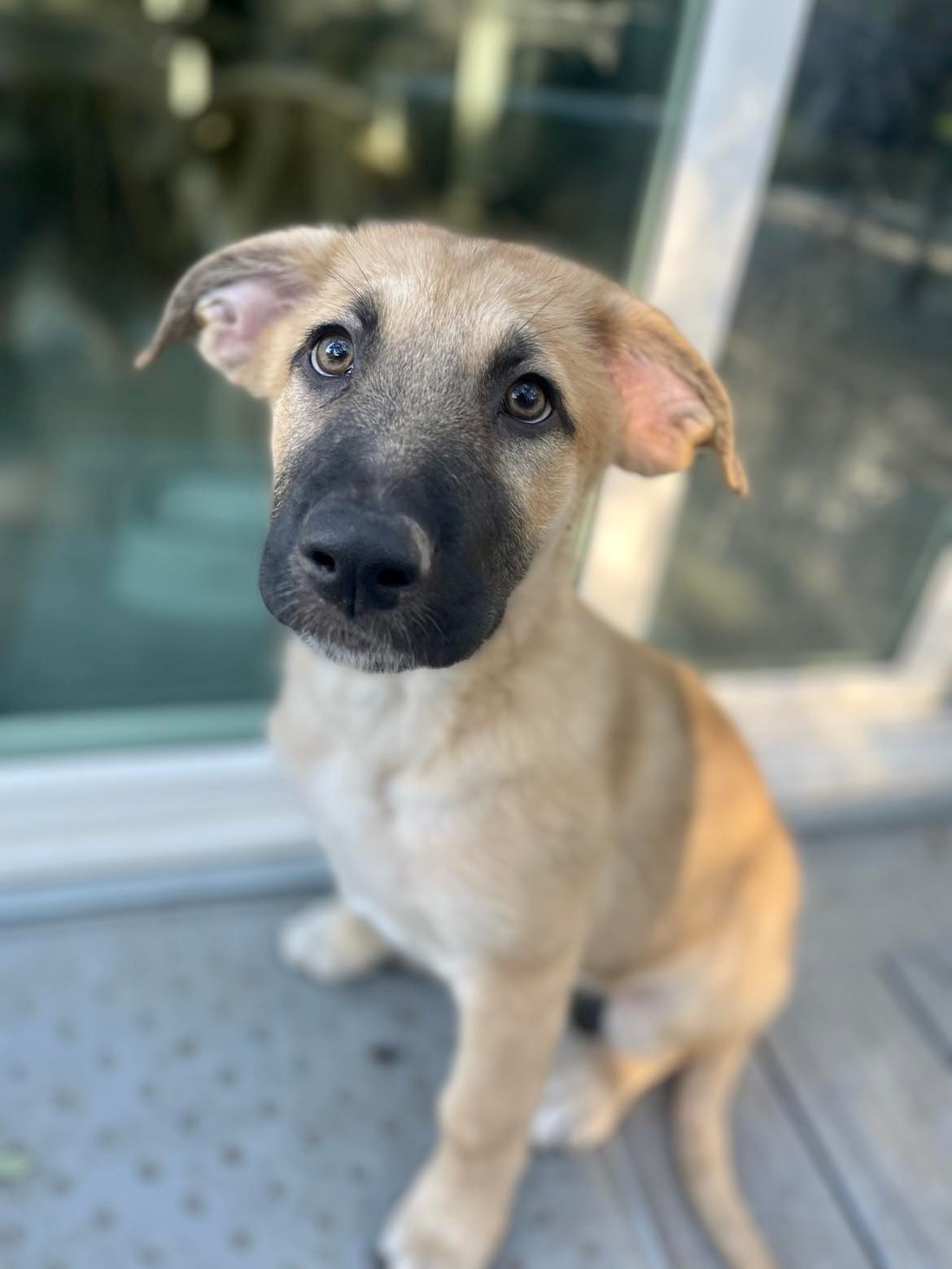 Dog for Adoption - Bennett, a Great Pyrenees in Bend, OR | Alpha Paw