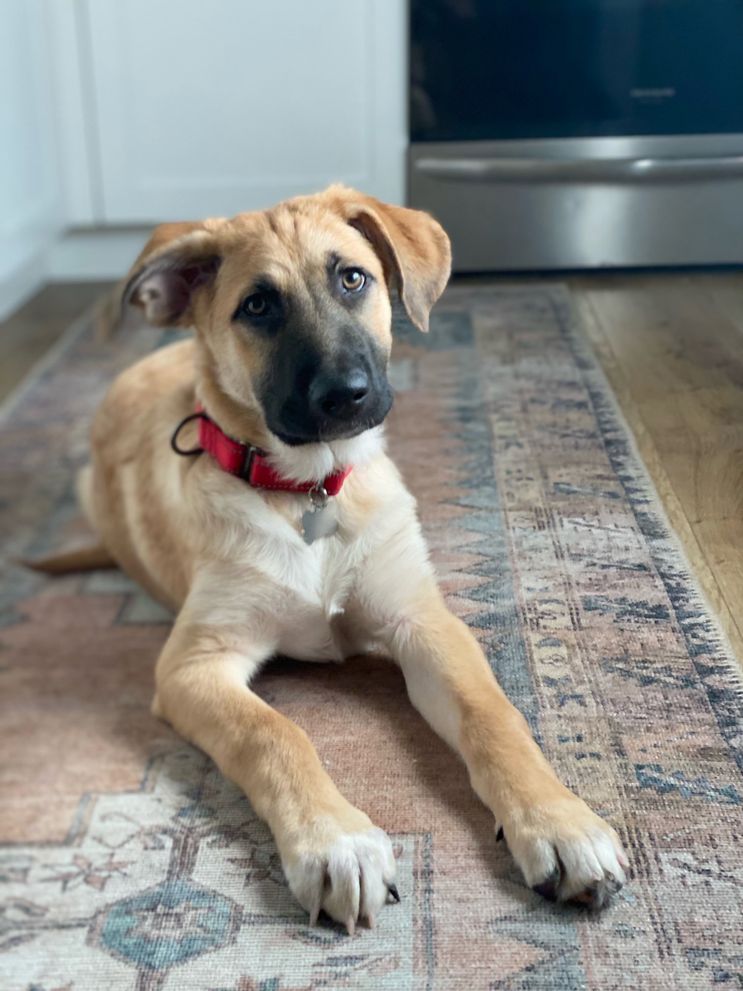 Dog for Adoption - Bennett, a Great Pyrenees in Bend, OR | Alpha Paw