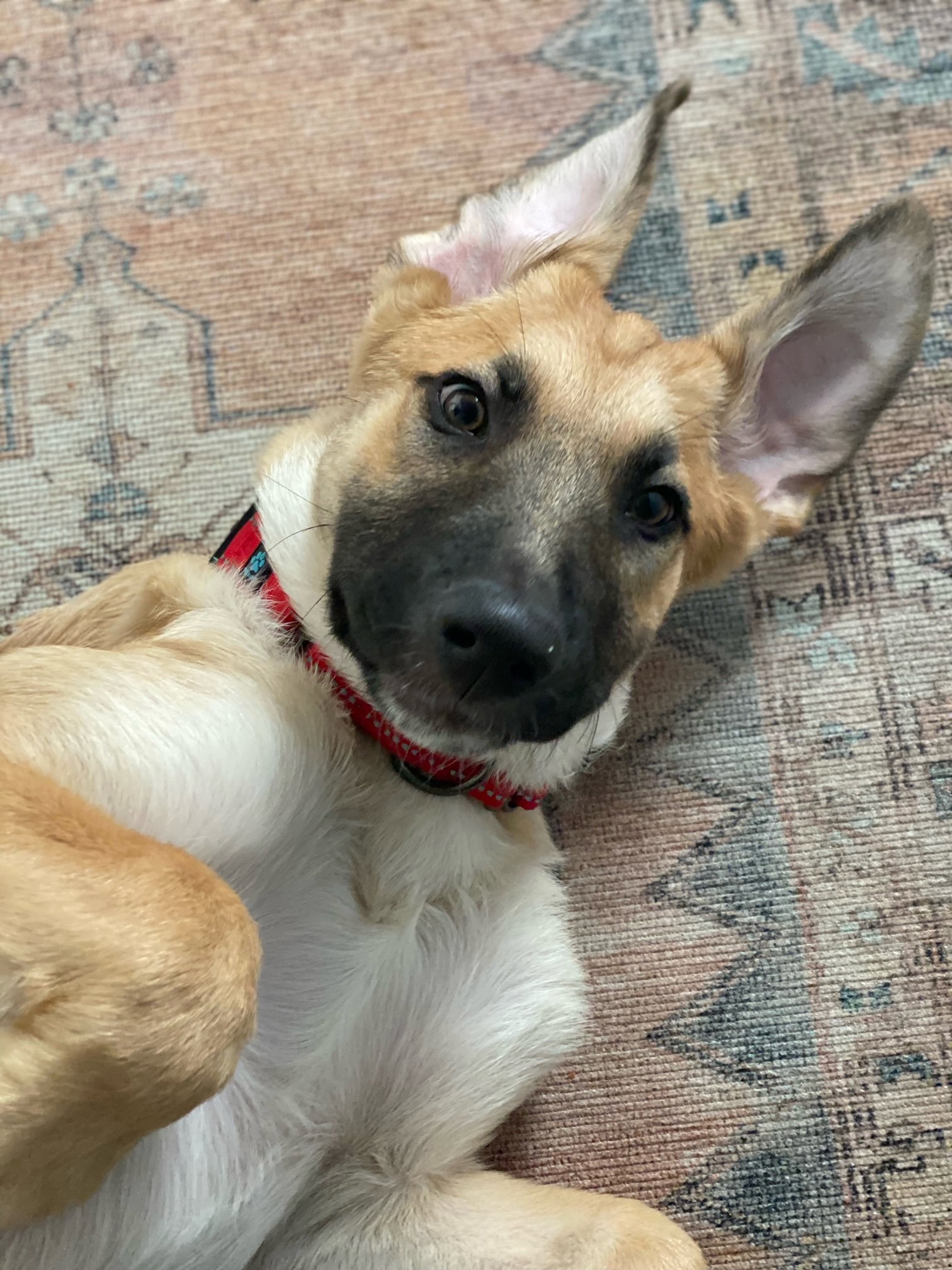 Dog for Adoption - Bennett, a Great Pyrenees in Bend, OR | Alpha Paw