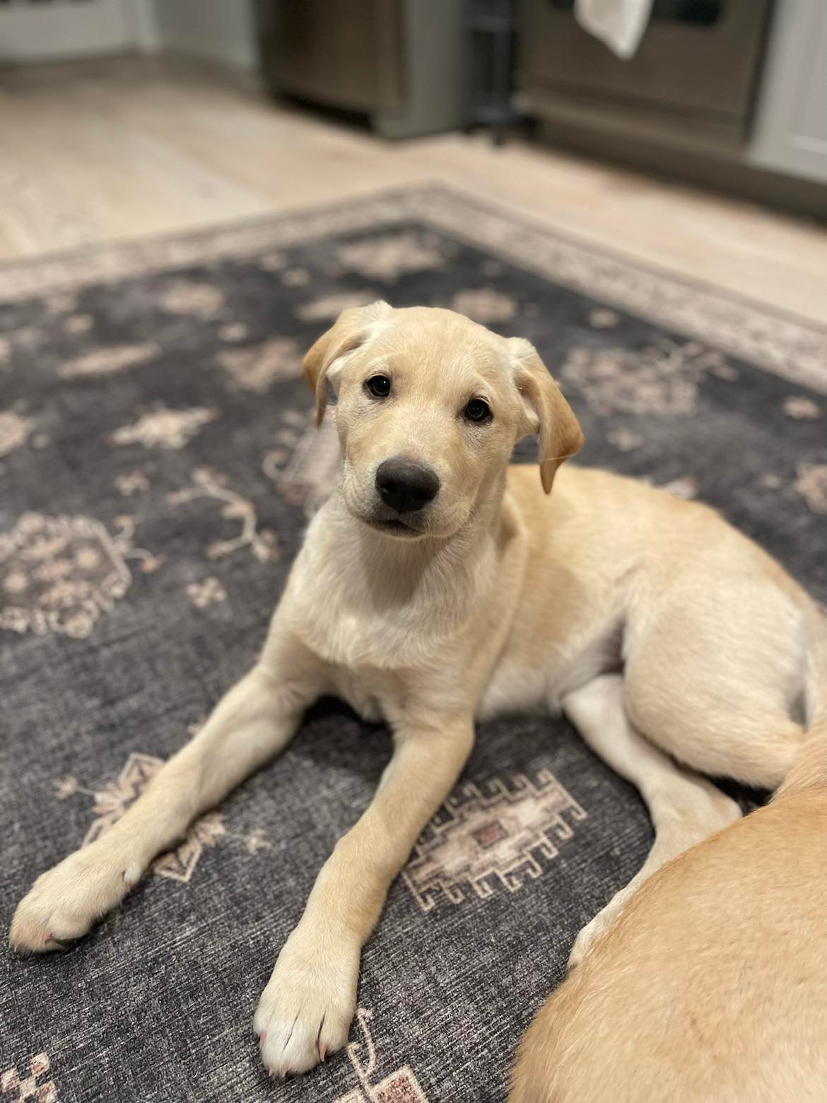 Dog for Adoption - Gabi, a Great Pyrenees in Prineville, OR | Alpha Paw