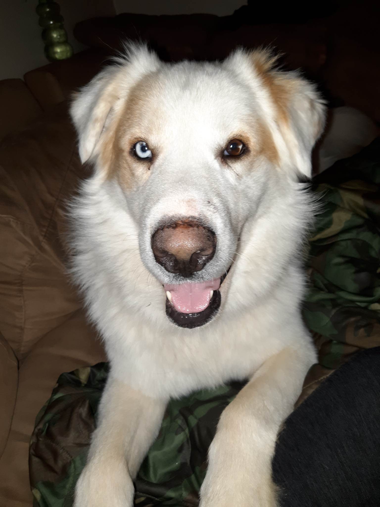 Dog for Adoption - Rusty, a Great Pyrenees in Deschutes River Woods, OR ...