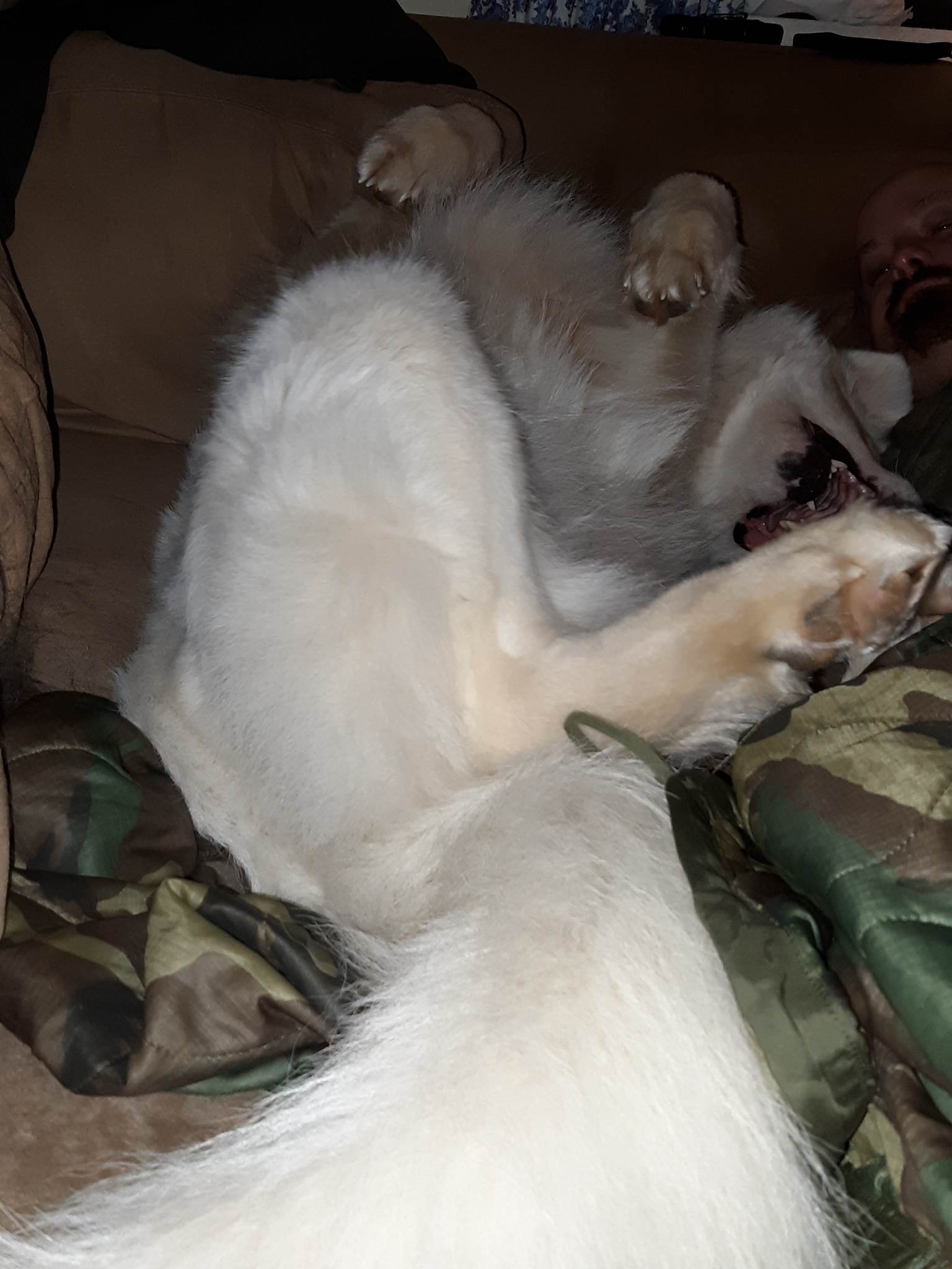 Dog for Adoption - Rusty, a Great Pyrenees in Deschutes River Woods, OR ...