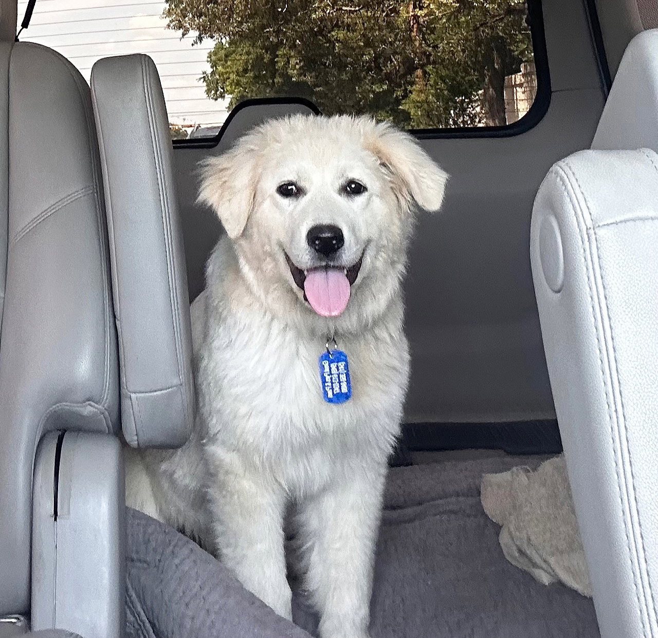 Dog for Adoption - Rizzo, a Great Pyrenees in Culver, OR | Alpha Paw
