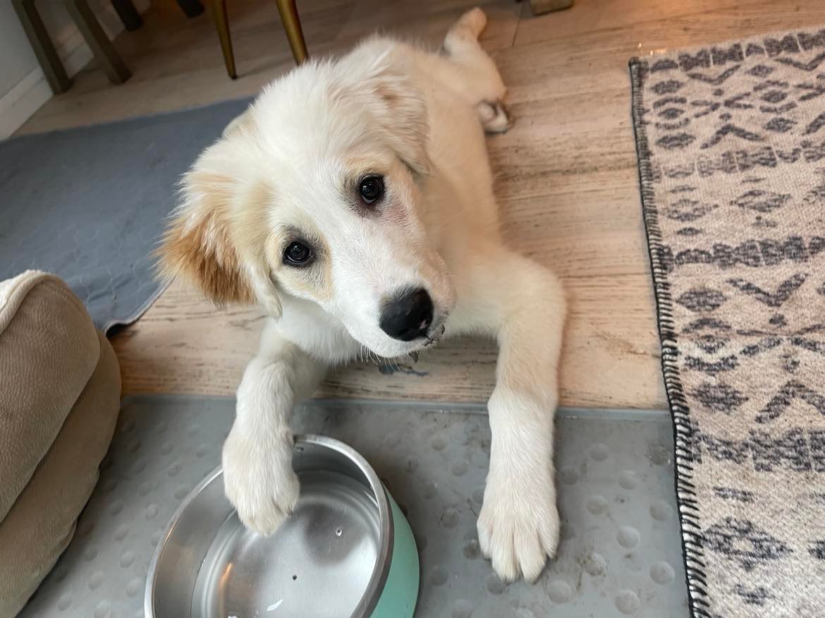 Dog for Adoption - Paris, a Great Pyrenees in Culver, OR | Alpha Paw