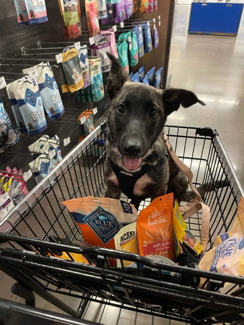 Dog for Adoption - Bambi, a Dutch Shepherd in Bend, OR | Alpha Paw