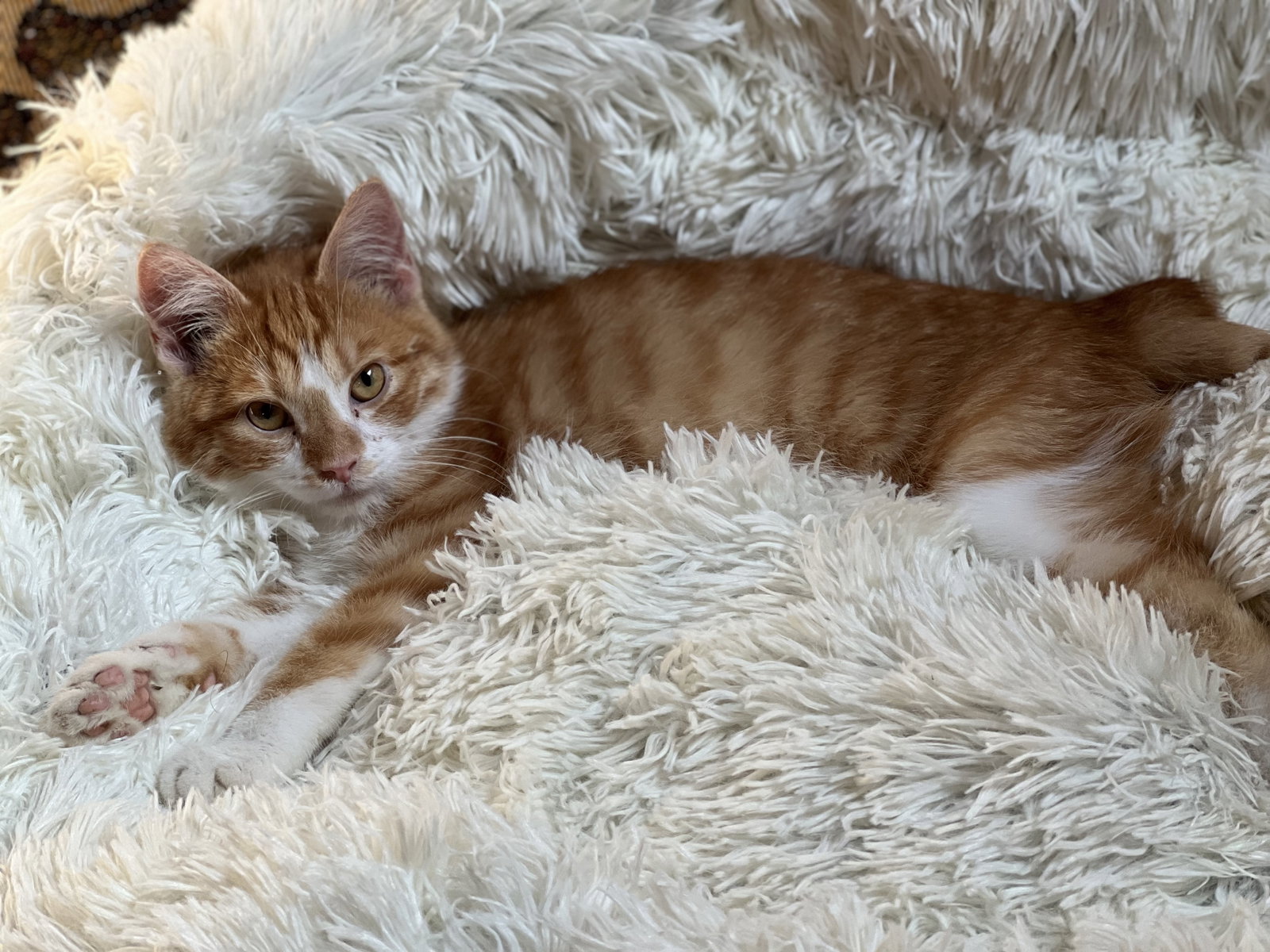 Cats for Adoption in Central City, Kentucky | Alpha Paw