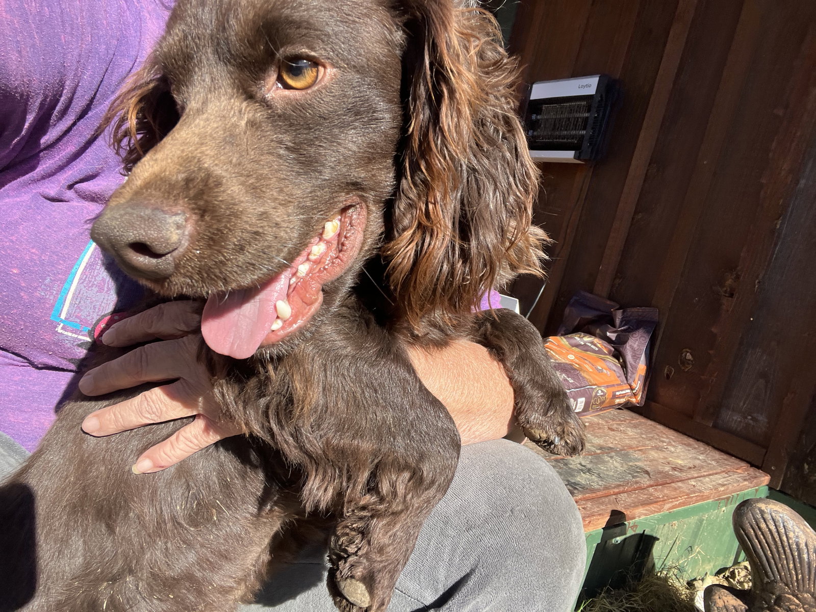 Dog for Adoption - Max, a English Cocker Spaniel in Greenville, KY ...