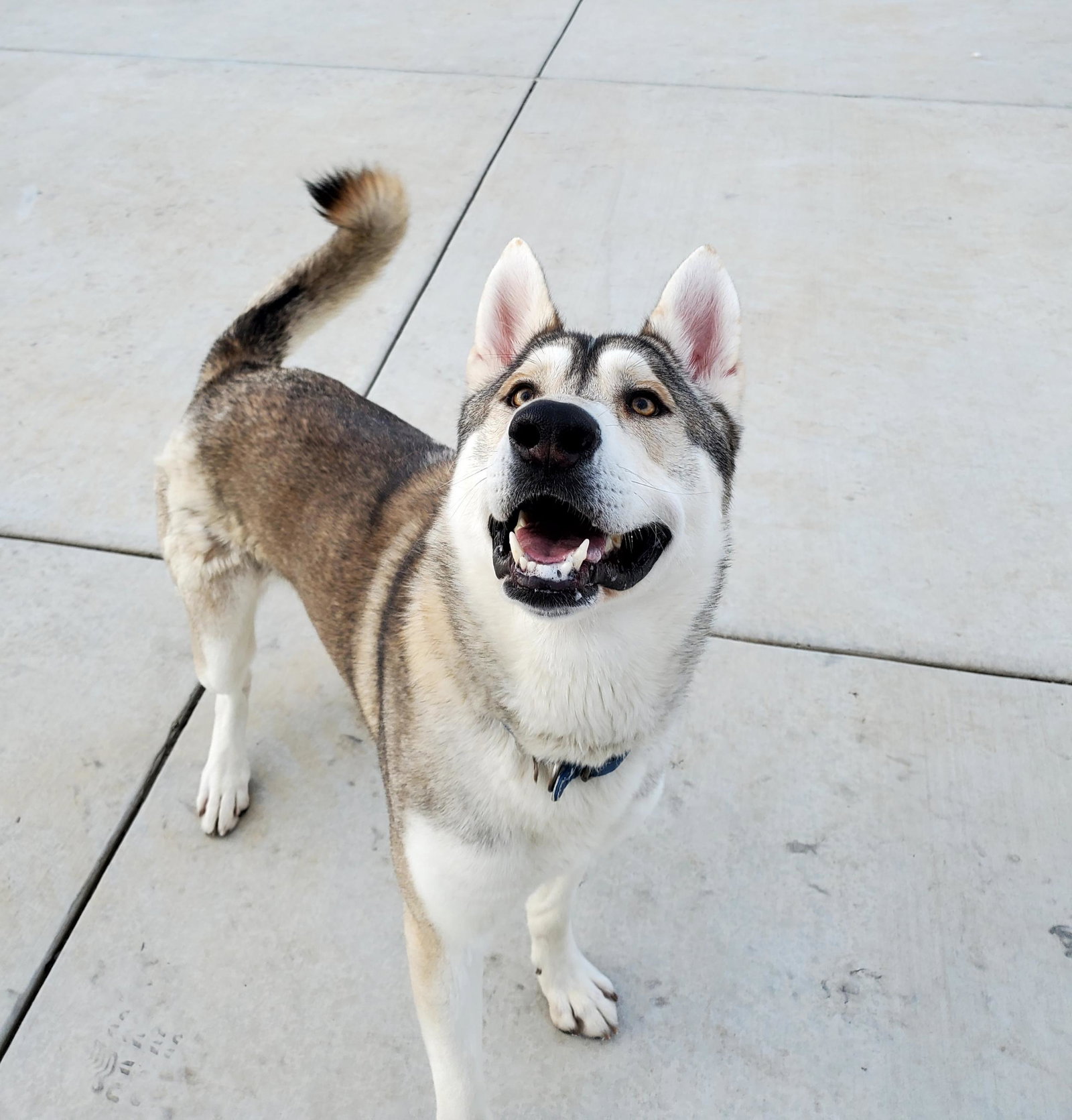Dog for Adoption - Blu, a Siberian Husky in Roseville, CA | Alpha Paw