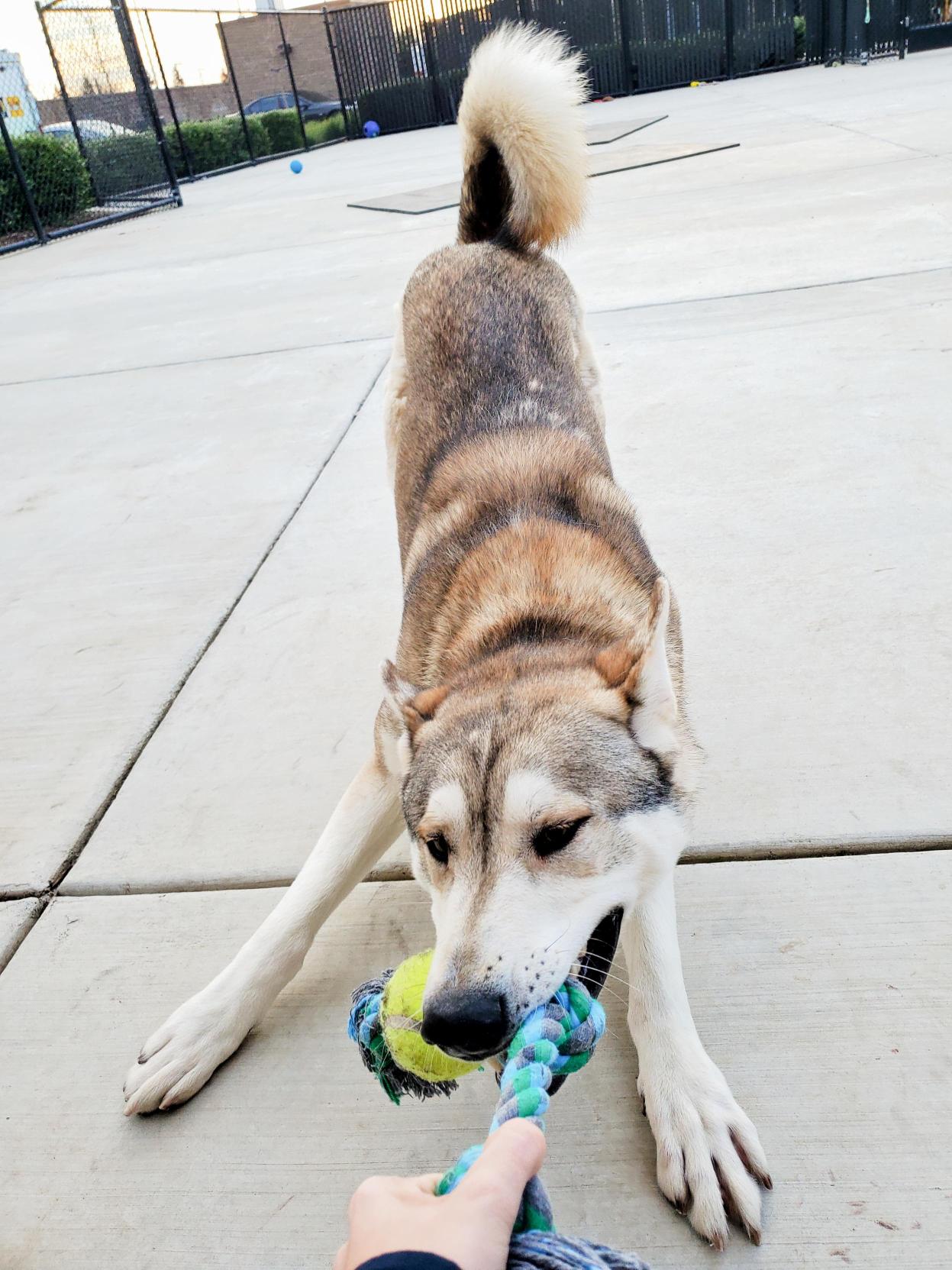 Dog for Adoption - Blu, a Siberian Husky in Roseville, CA | Alpha Paw