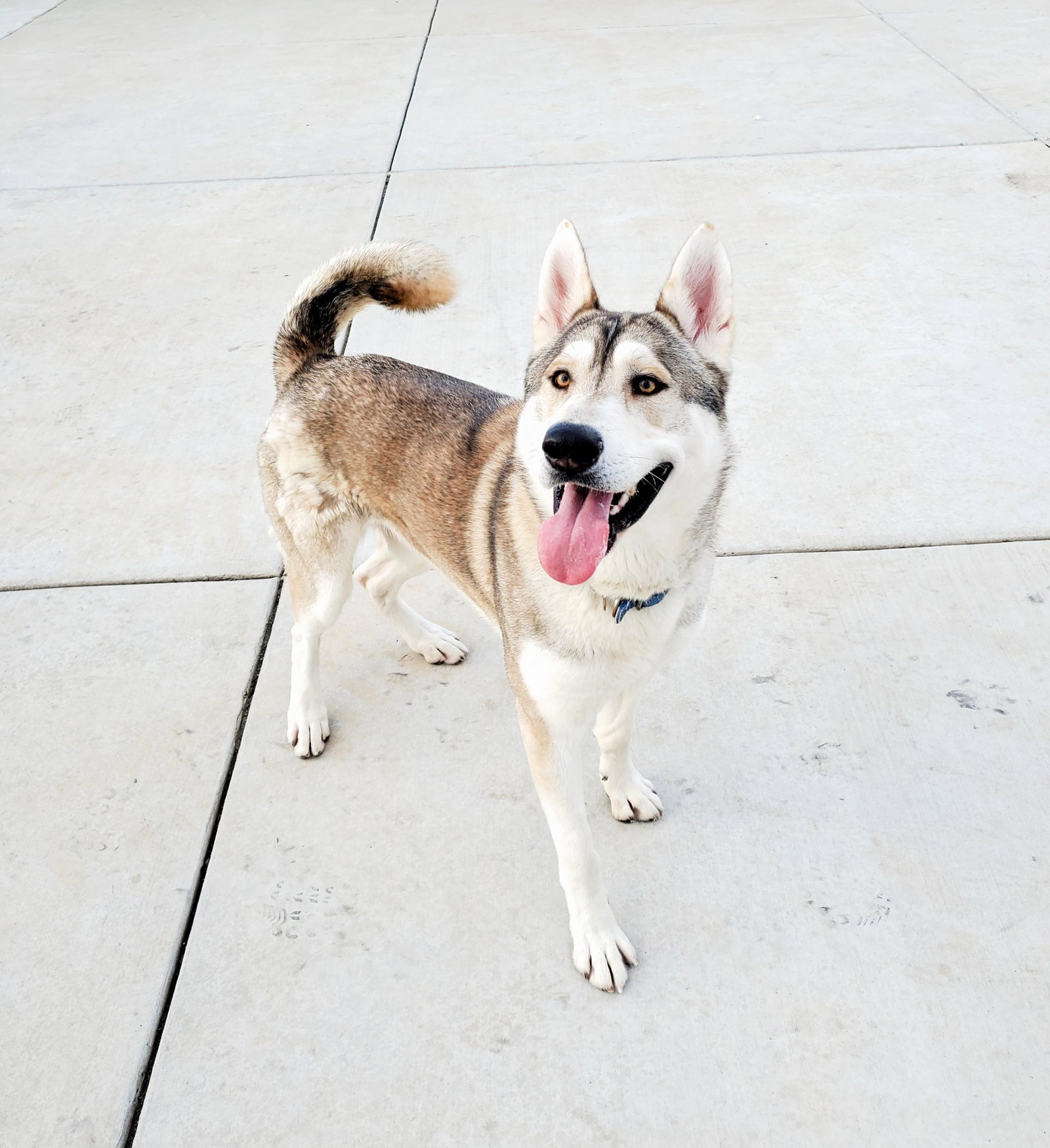 Dog for Adoption - Blu, a Siberian Husky in Roseville, CA | Alpha Paw
