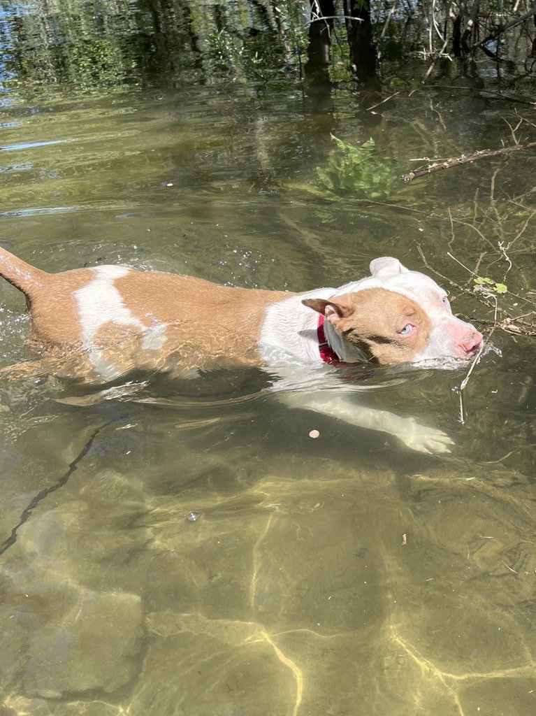 Dog for Adoption - Bruce, a Staffordshire Bull Terrier in San Joaquin ...