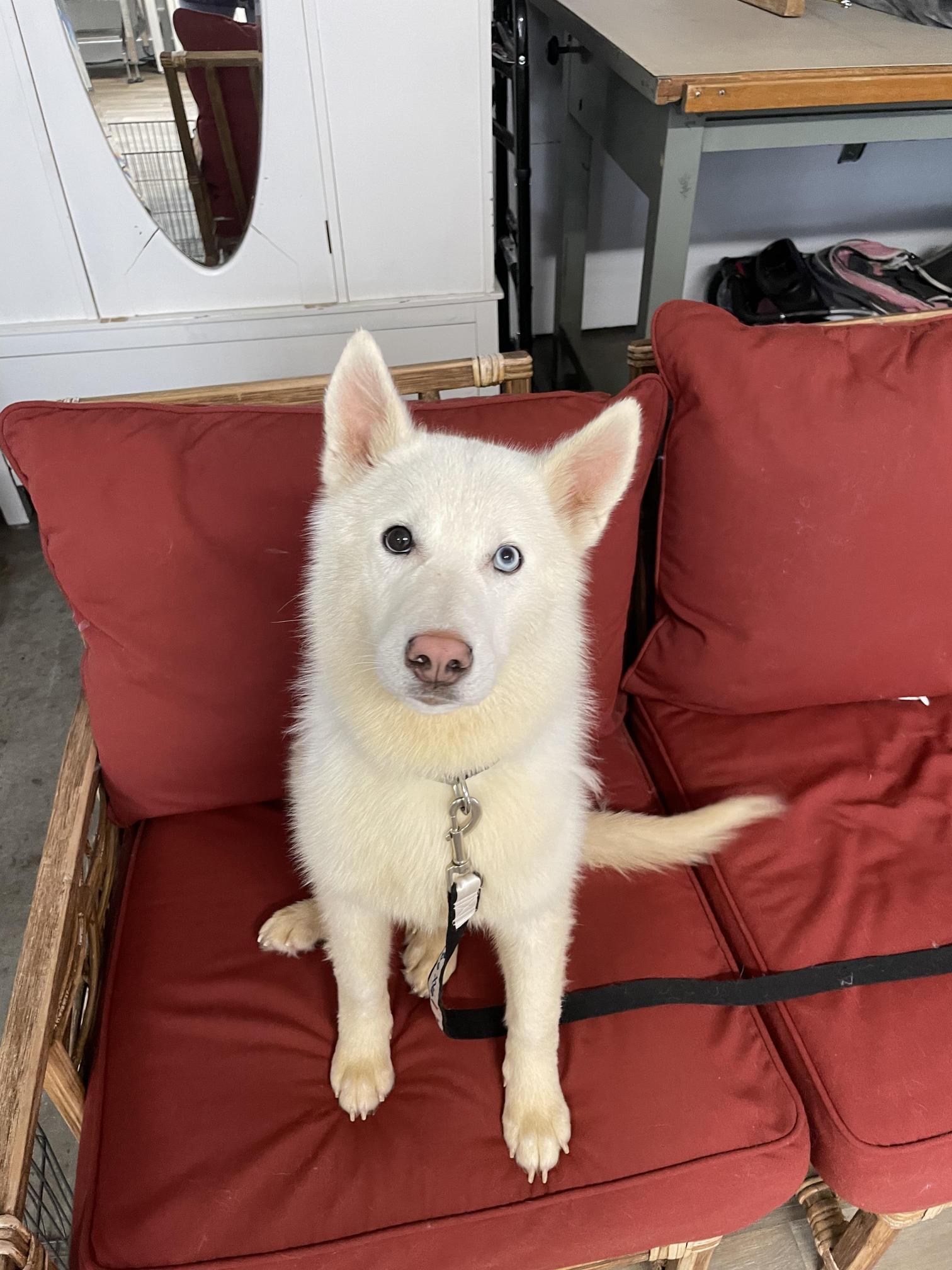 Dog for Adoption - Forever Baby, a Siberian Husky in Rancho Murieta, CA ...