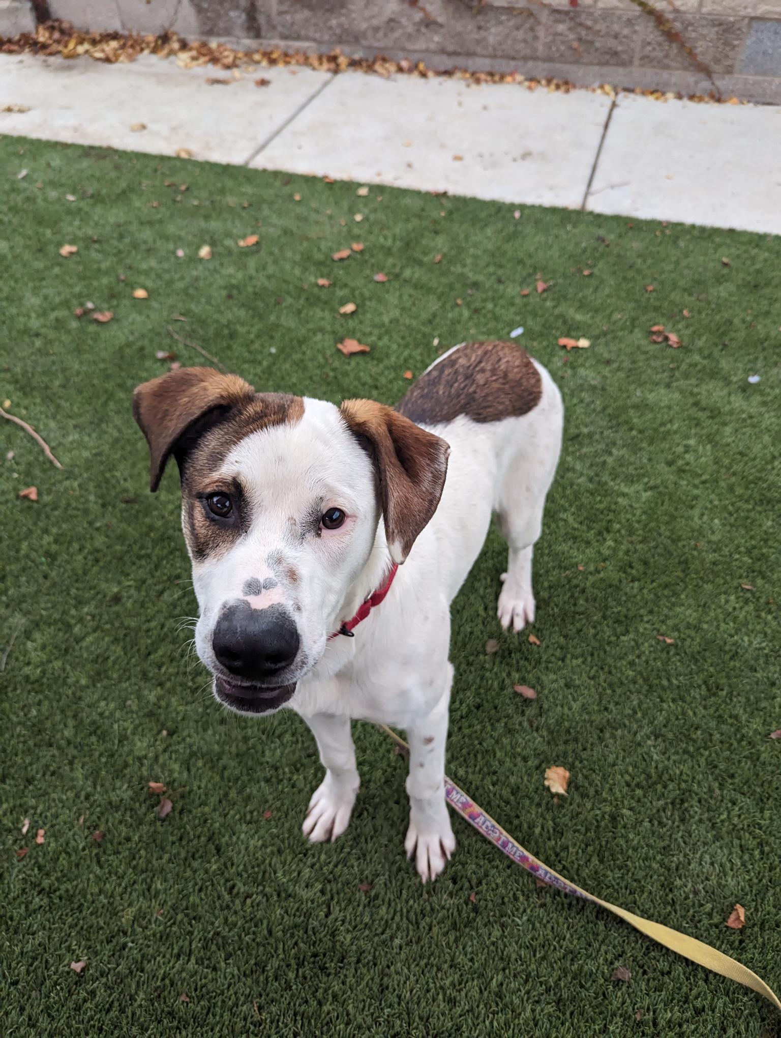 Dog for Adoption - Shmoops, a Catahoula Leopard Dog in El Dorado Hills ...