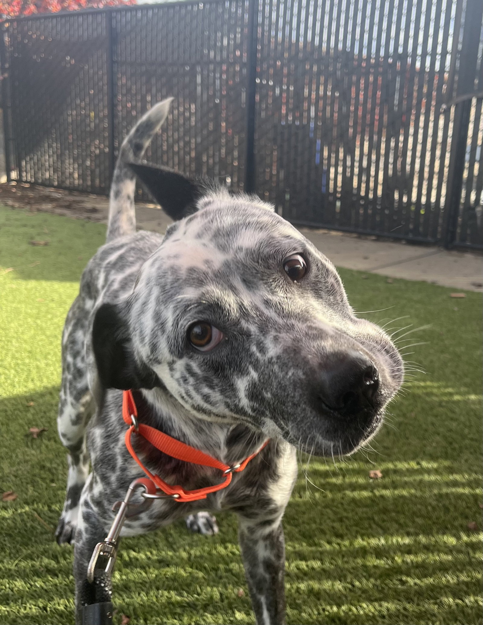 Dog for Adoption - Two-Tone, a Australian Cattle Dog/Blue Heeler in ...