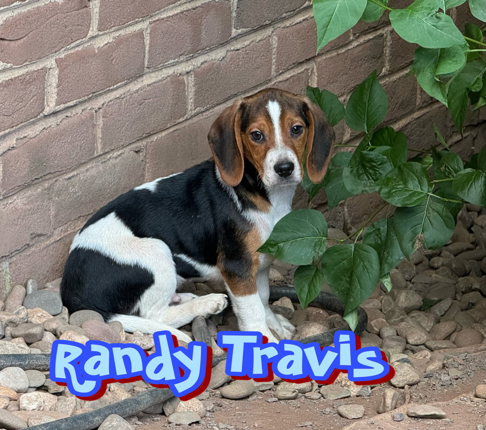 Randy Travis' Web Page