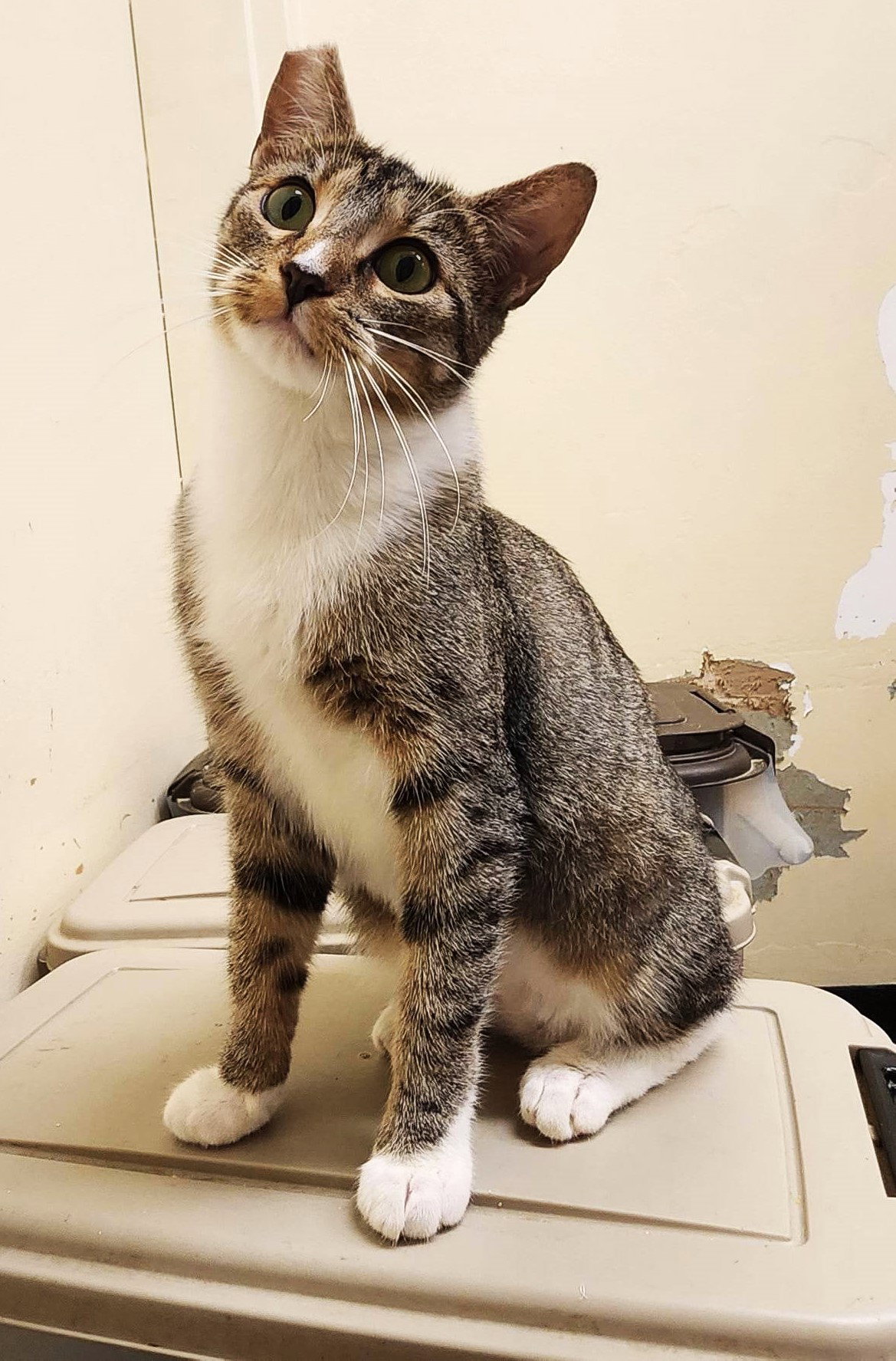 Cats for Adoption in Bloomington, California | Alpha Paw