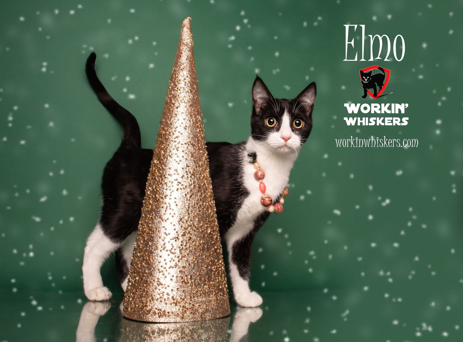 Cats for Adoption in Thermal, California | Alpha Paw