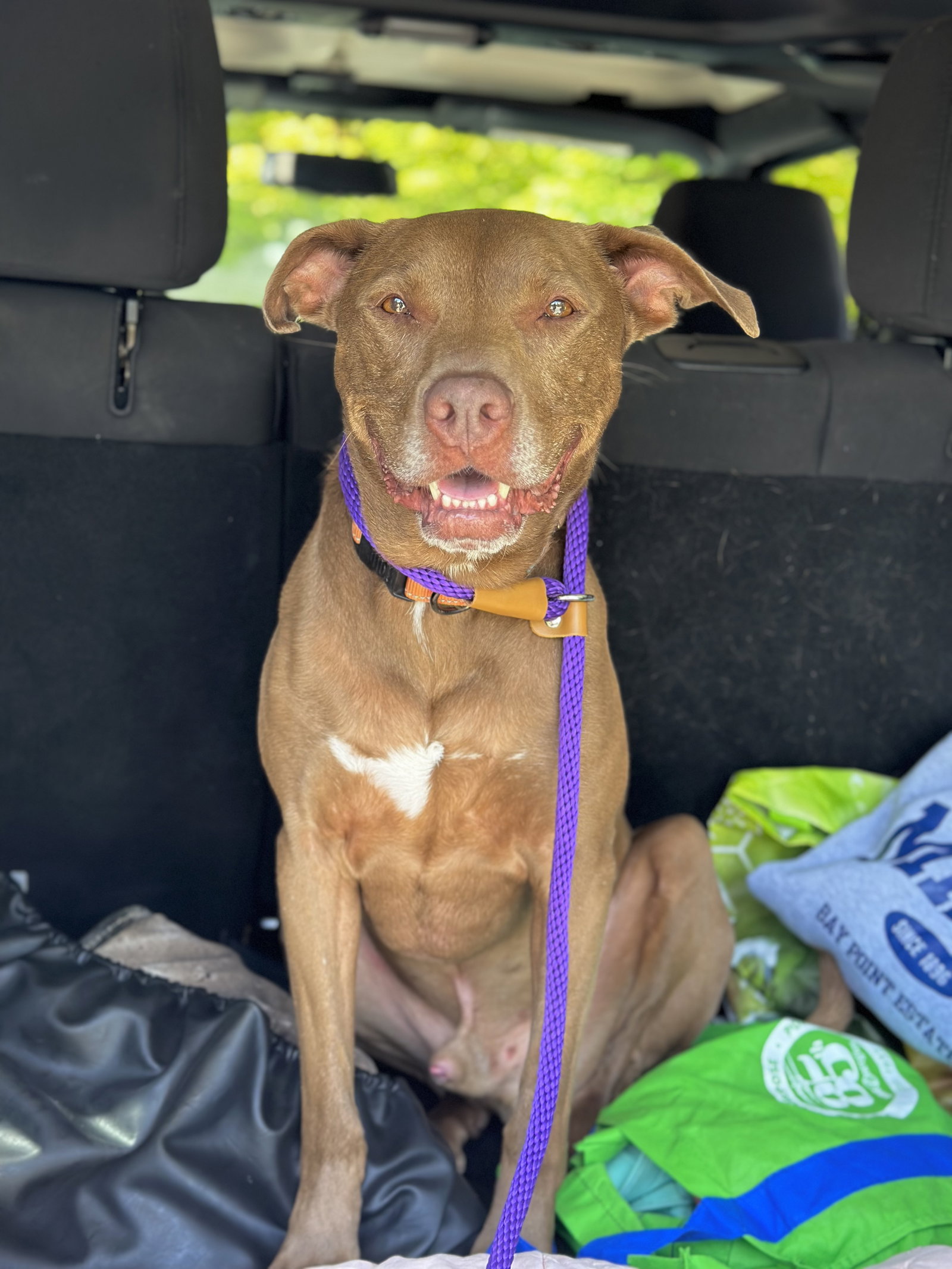 Dog for Adoption - Sampson (Sperry Lonestar), a Pit Bull Terrier in ...