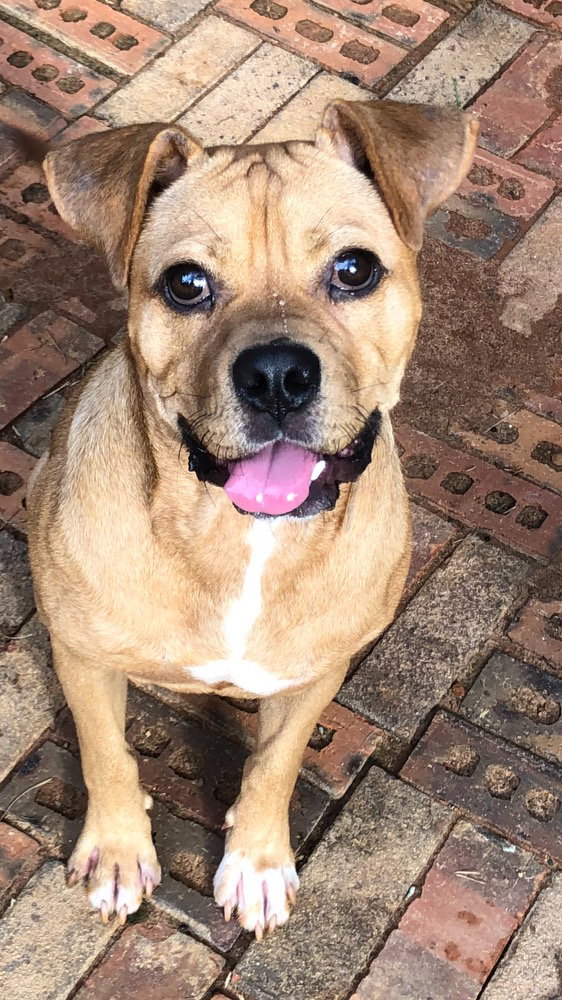 Dog for Adoption - Jail Bird Howie Dixon, a Pug in Edison, NJ | Alpha Paw