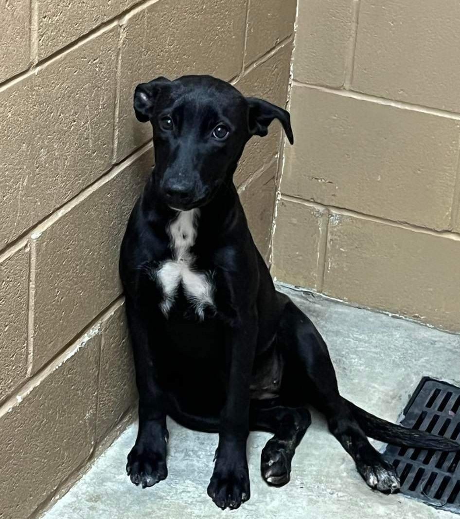Dog for Adoption - Lindy Louisiana, a Labrador Retriever in Greenwich ...
