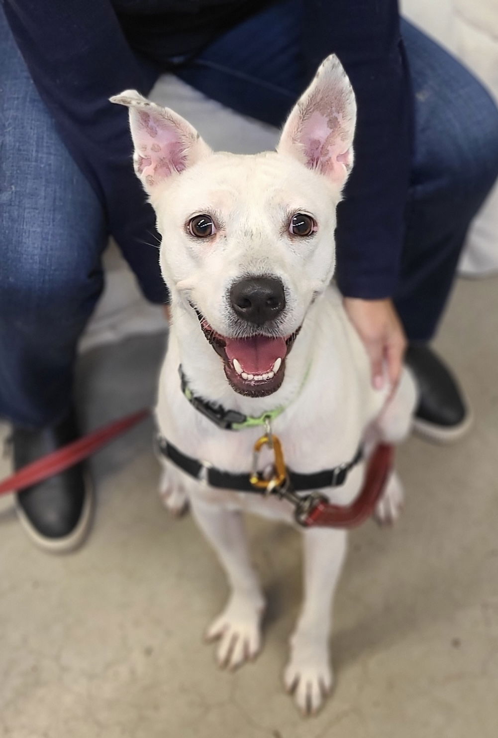 Dog for Adoption - Rachel Pawmetto, a Terrier in The Bronx, NY | Alpha Paw Dog for Adoption - Rachel Pawmetto, a Terrier in The Bronx, NY | Alpha Paw