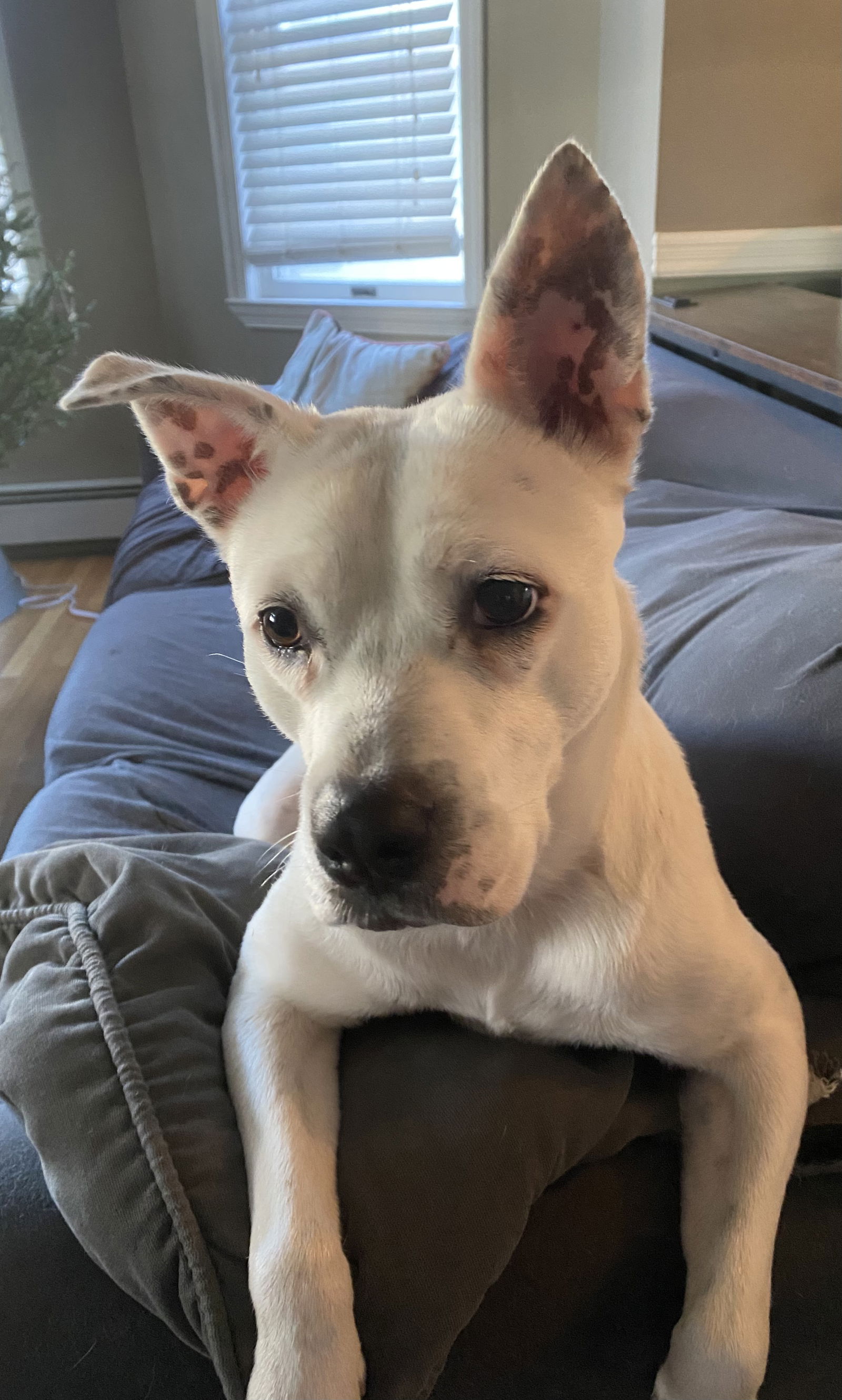 Dog for Adoption - Rachel Pawmetto, a Terrier in The Bronx, NY | Alpha Paw Dog for Adoption - Rachel Pawmetto, a Terrier in The Bronx, NY | Alpha Paw