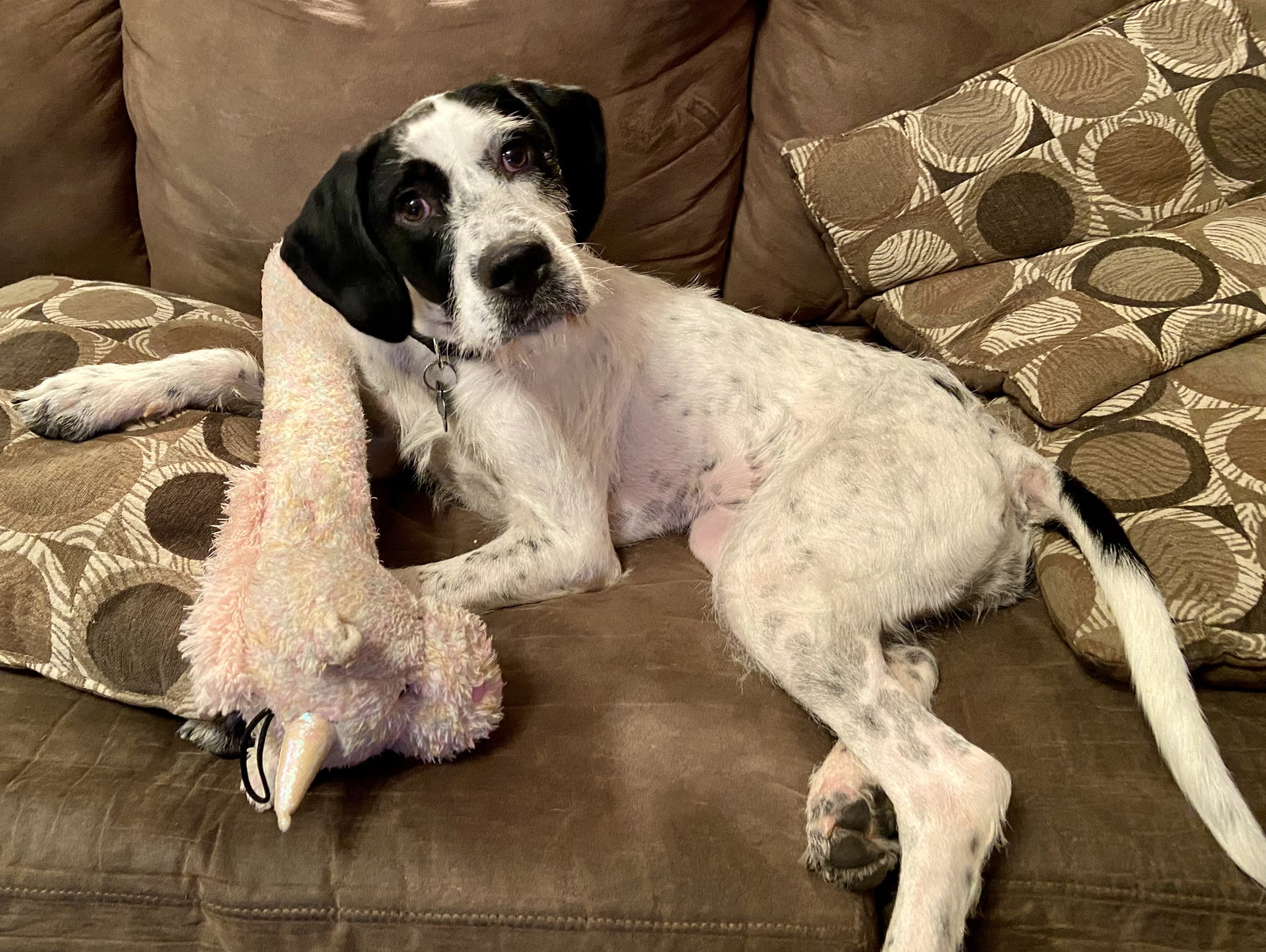 Dog for Adoption - Sparky Pointer OS, a German Wirehaired Pointer in ...