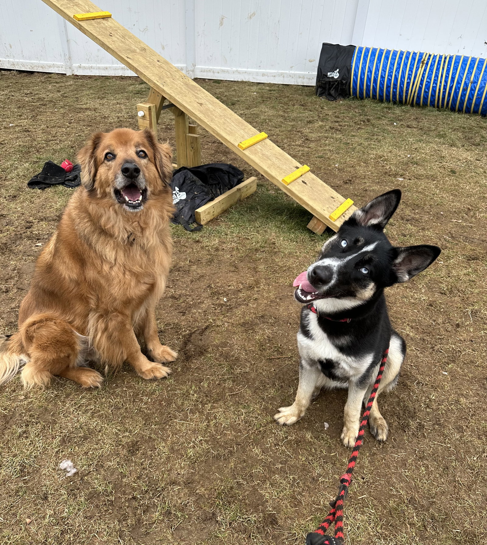 Dog for Adoption - Luna Husky, a Shepherd in Mercer County, NJ | Alpha Paw