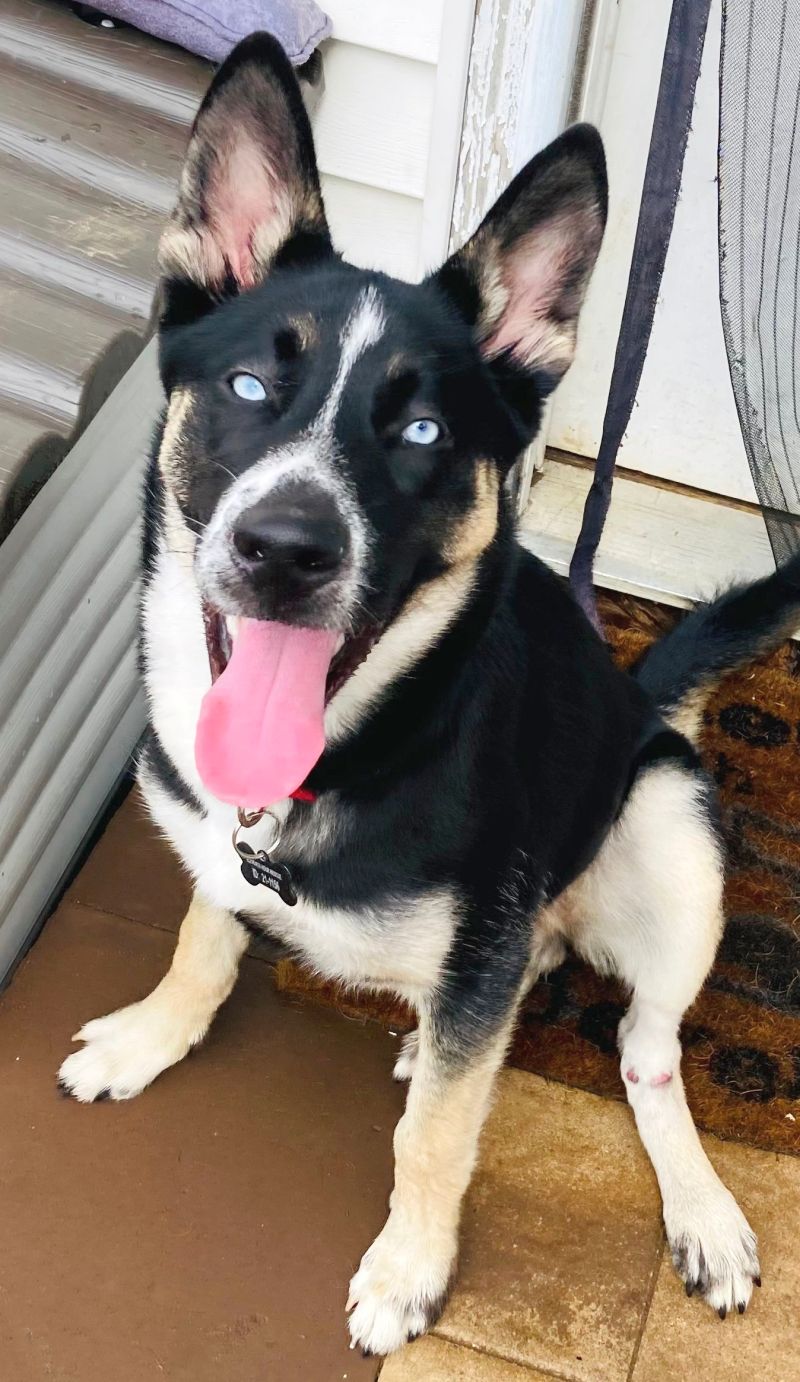 Dog for Adoption - Luna Husky, a Shepherd in Mercer County, NJ | Alpha Paw