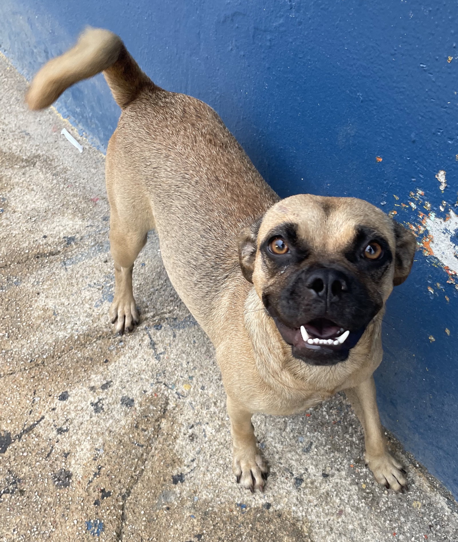 Dog for Adoption - Miss Piggy Rico, a Pug in Monmouth County, NJ ...