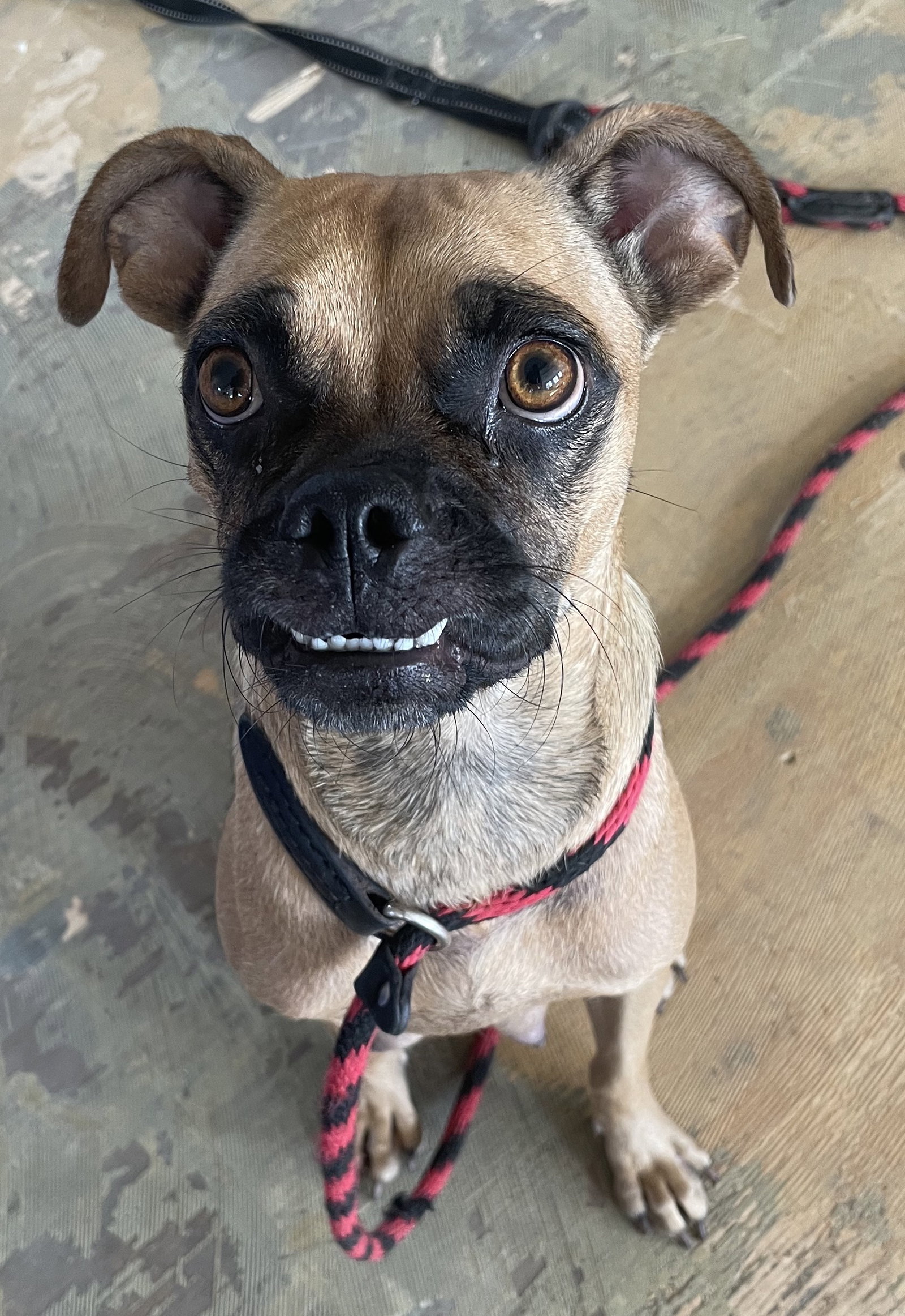 Dog for Adoption - Miss Piggy the Pug Rico, a Pug in Monmouth County ...