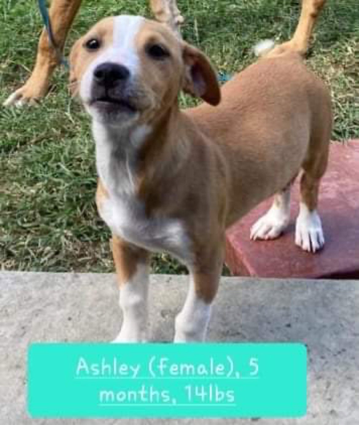 Dog for Adoption - Ashley Bean, a Hound in Wyckoff, NJ | Alpha Paw