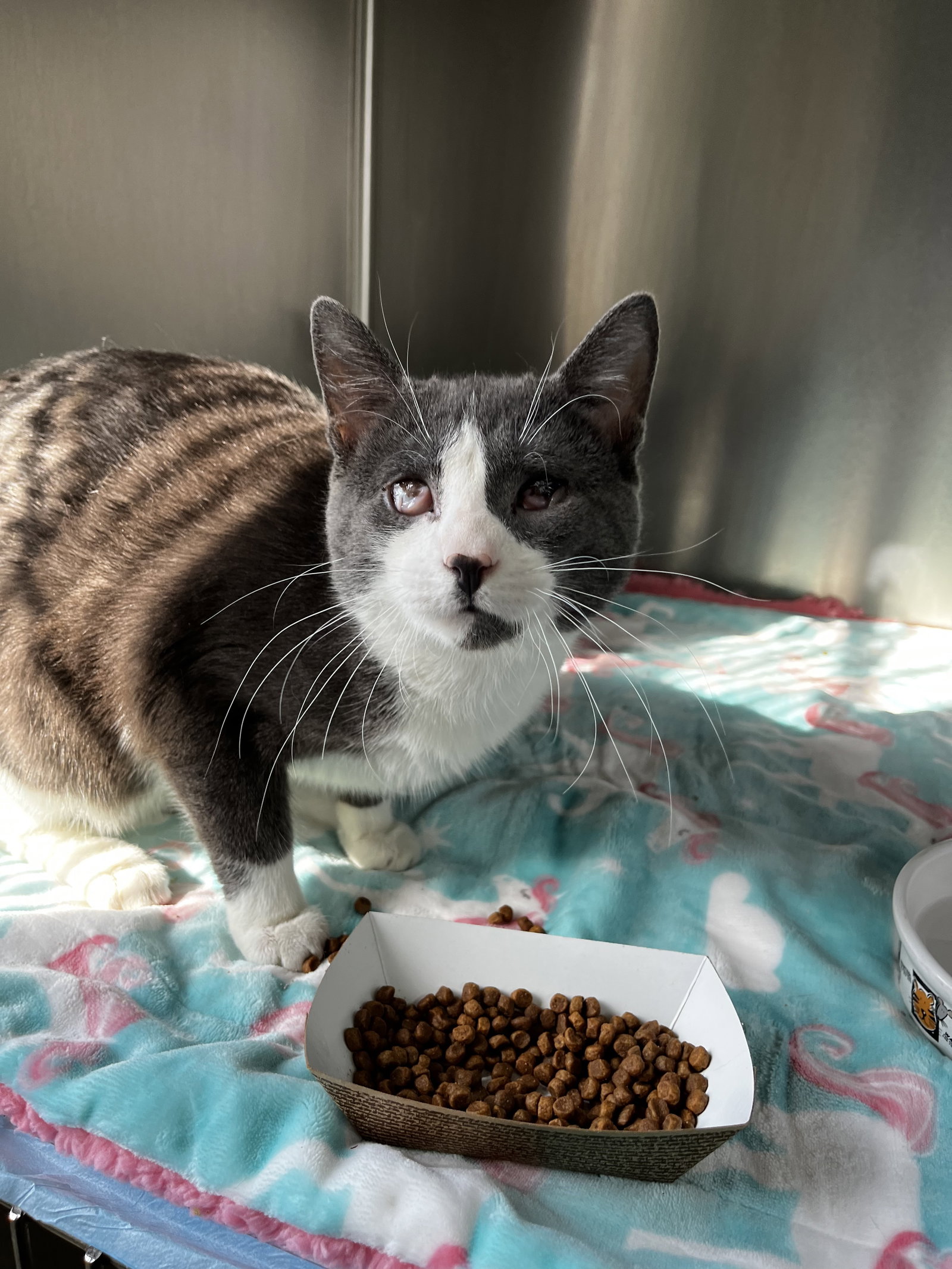 Cats for Adoption in Cedarhurst, New York | Alpha Paw
