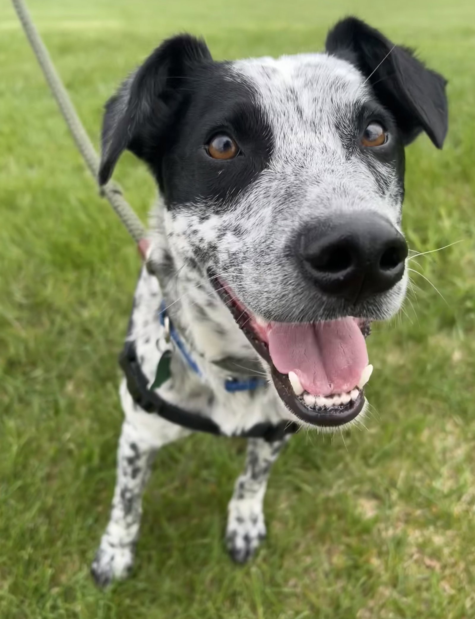 Dog for Adoption - Aiden GCH, a Cattle Dog in Old Greenwich, CT | Alpha Paw