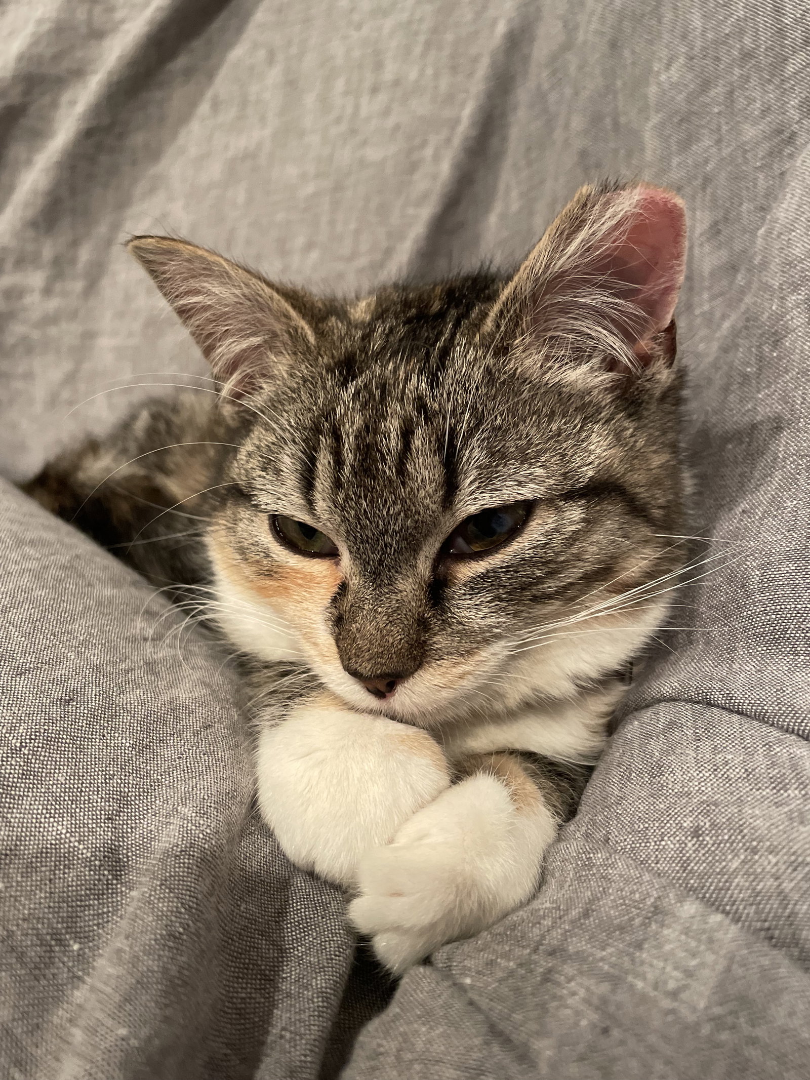 Cats for Adoption in Floral Park, New York | Alpha Paw