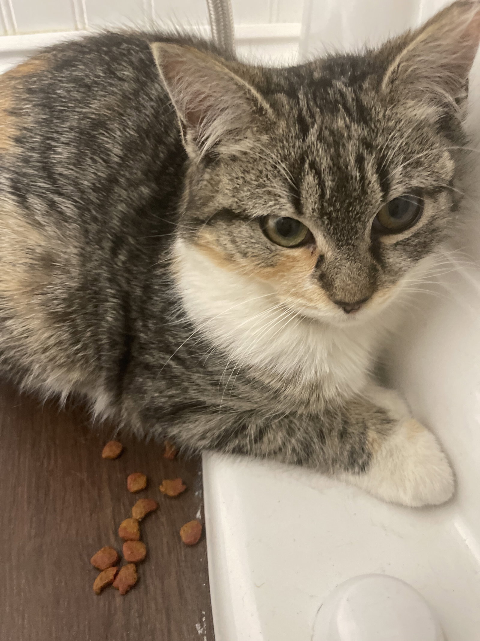 Cats for Adoption in Floral Park, New York | Alpha Paw