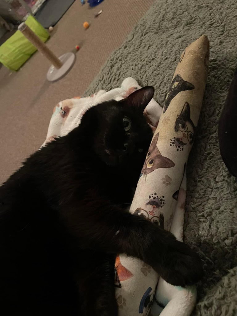 Cats for Adoption in Westfield, New Jersey | Alpha Paw