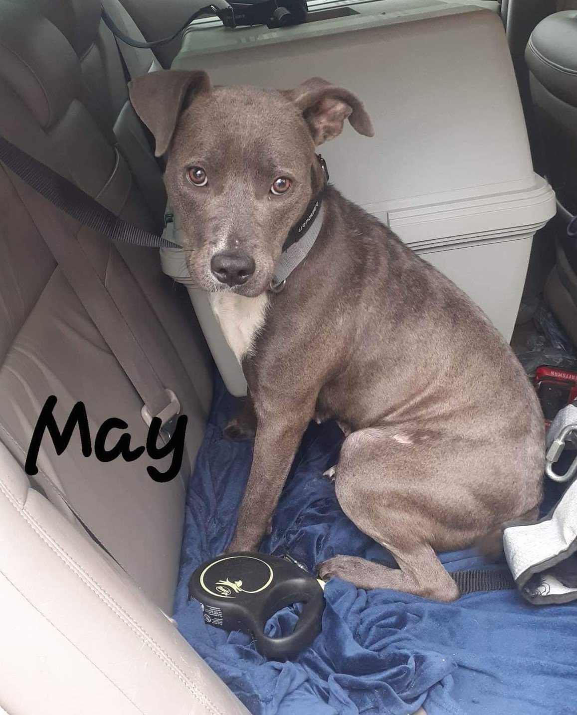 Dog for Adoption - MayDay's Shylo Barnwell, a Pit Bull Terrier in ...