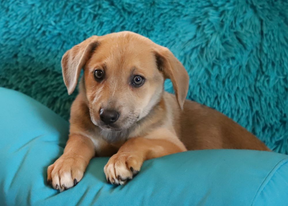 Dog for Adoption - Bolero Lonestar, a Labrador Retriever in Avenel, NJ ...