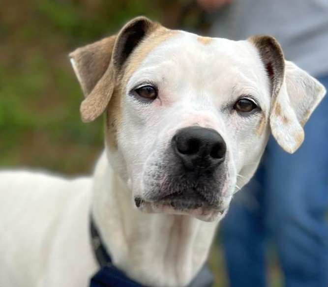 Dog for Adoption - Spot SCAS, a Boxer in Sleepy Hollow, NY | Alpha Paw