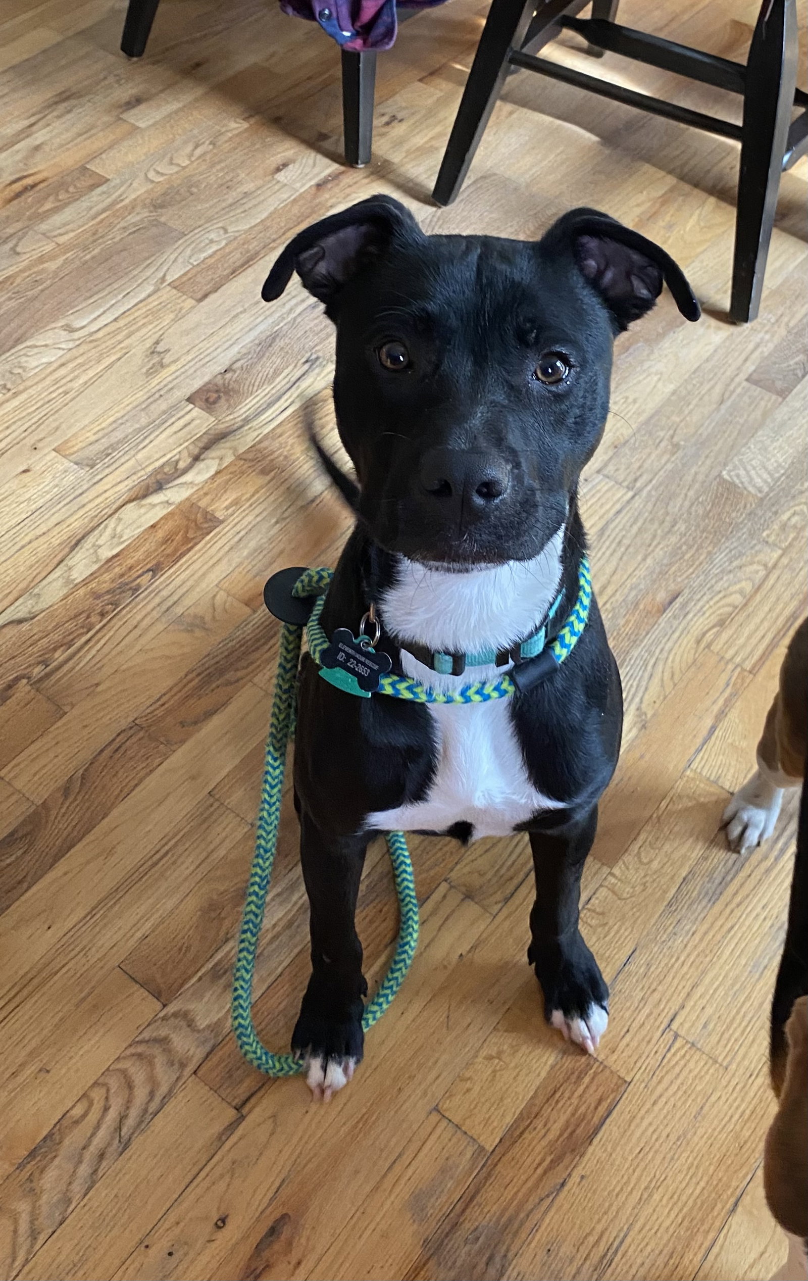 Dog adoption in Rockaway, NJ 07866: American Pit Bull Terrier / Boxer ...