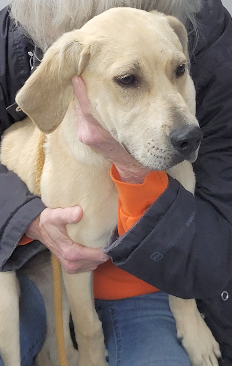Dog for Adoption - Codey SCAS, a Yellow Labrador Retriever in ...