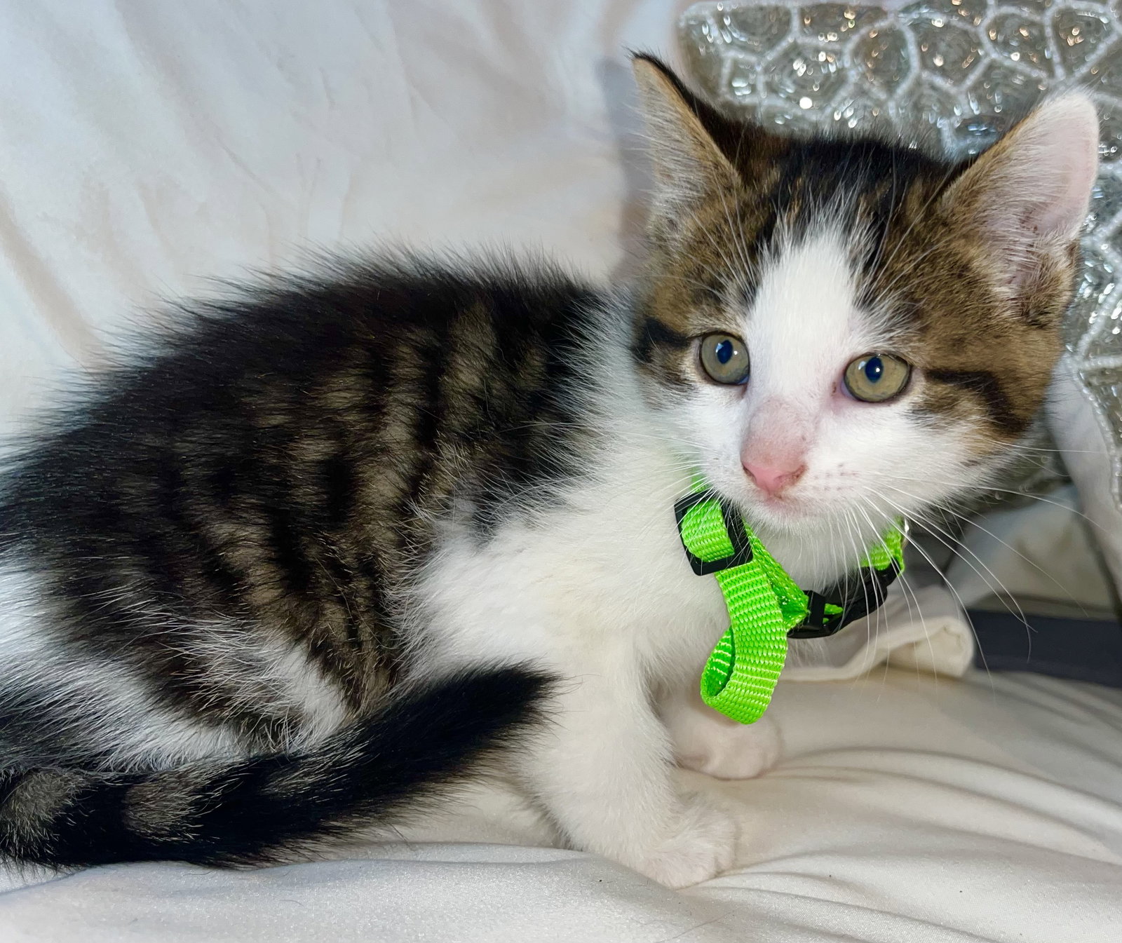 Cats for Adoption in Mount Vernon, New York | Alpha Paw