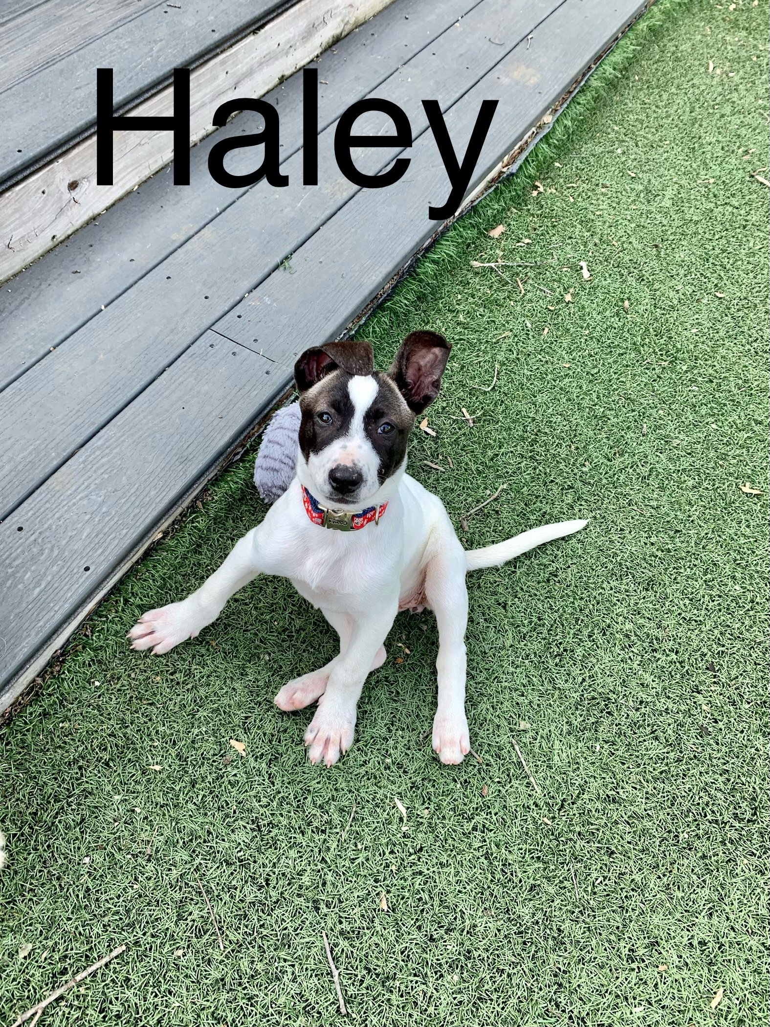 Dog for Adoption - Haley Lonestar, a Labrador Retriever in Oceanside ...