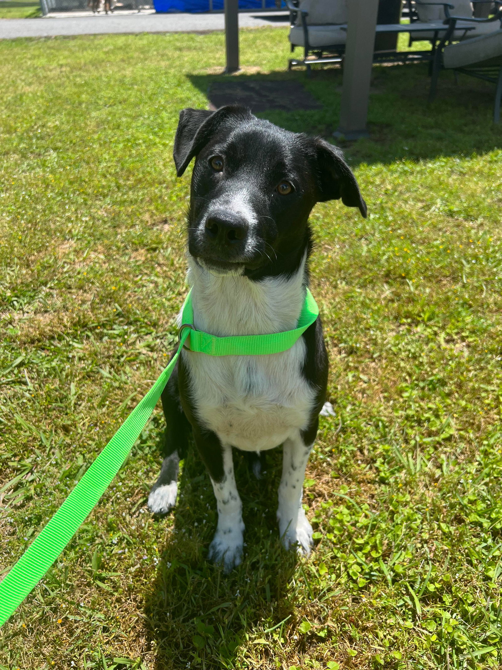 Dog for Adoption - Olivia Louisiana, a Border Collie in Clinton, NJ ...